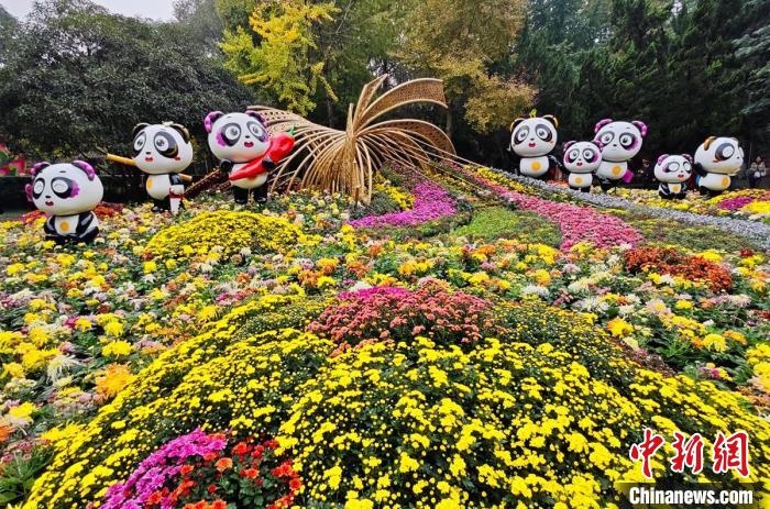 欧洲时报 欧时网 欧时大参 四川成都:10万余盆菊花亮相 引八方游客观赏