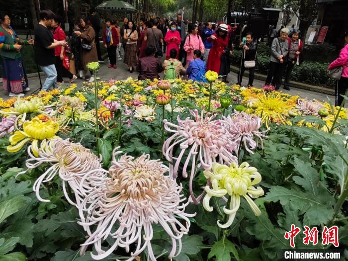 欧洲时报 欧时网 欧时大参 四川成都:10万余盆菊花亮相 引八方游客观赏