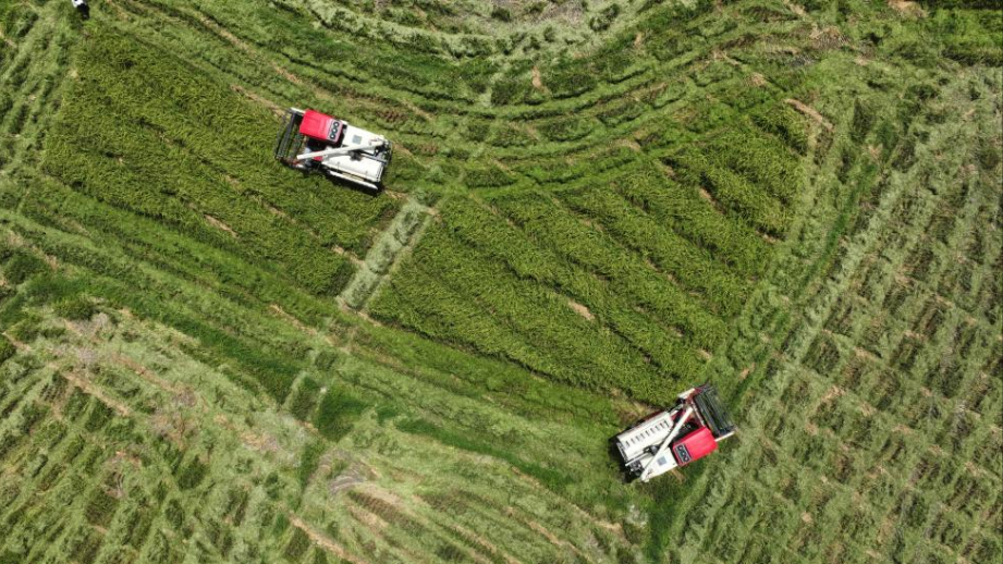 Panorama : récolte des semences de riz hybride au Guizhou