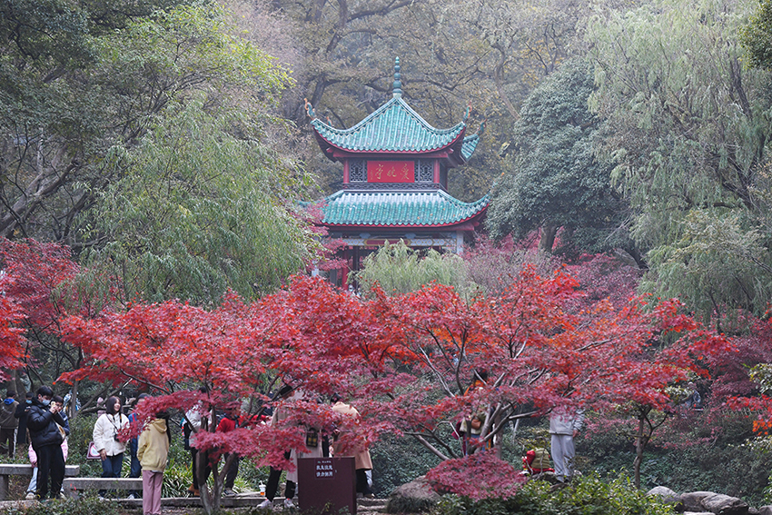 欧洲时报–欧时网-欧时大参-枫叶傲寒吐红 冬日“枫”景醉游人
