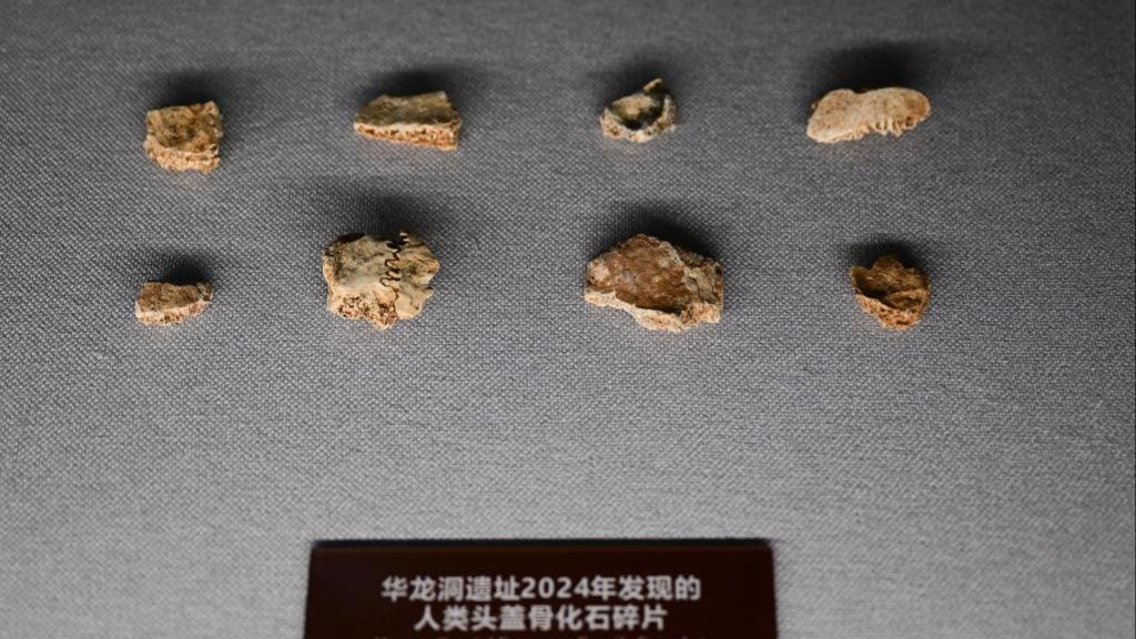 Photos du jour: la Chine découvre des fossiles marquants de l'évolution ...